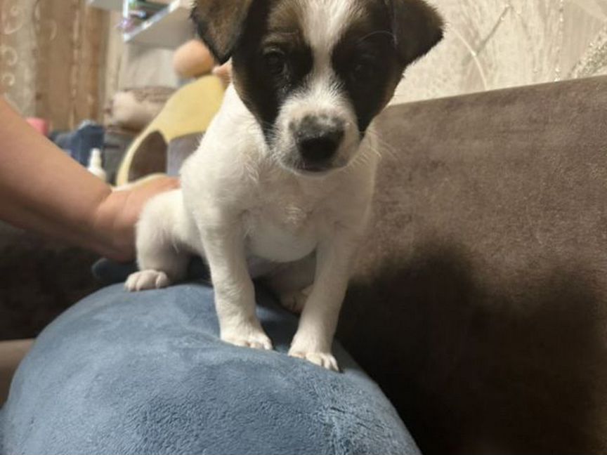 Отдам щенка в добрые руки