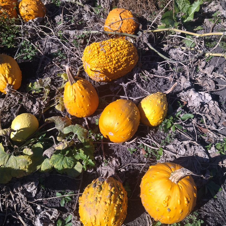 Тыква оптом