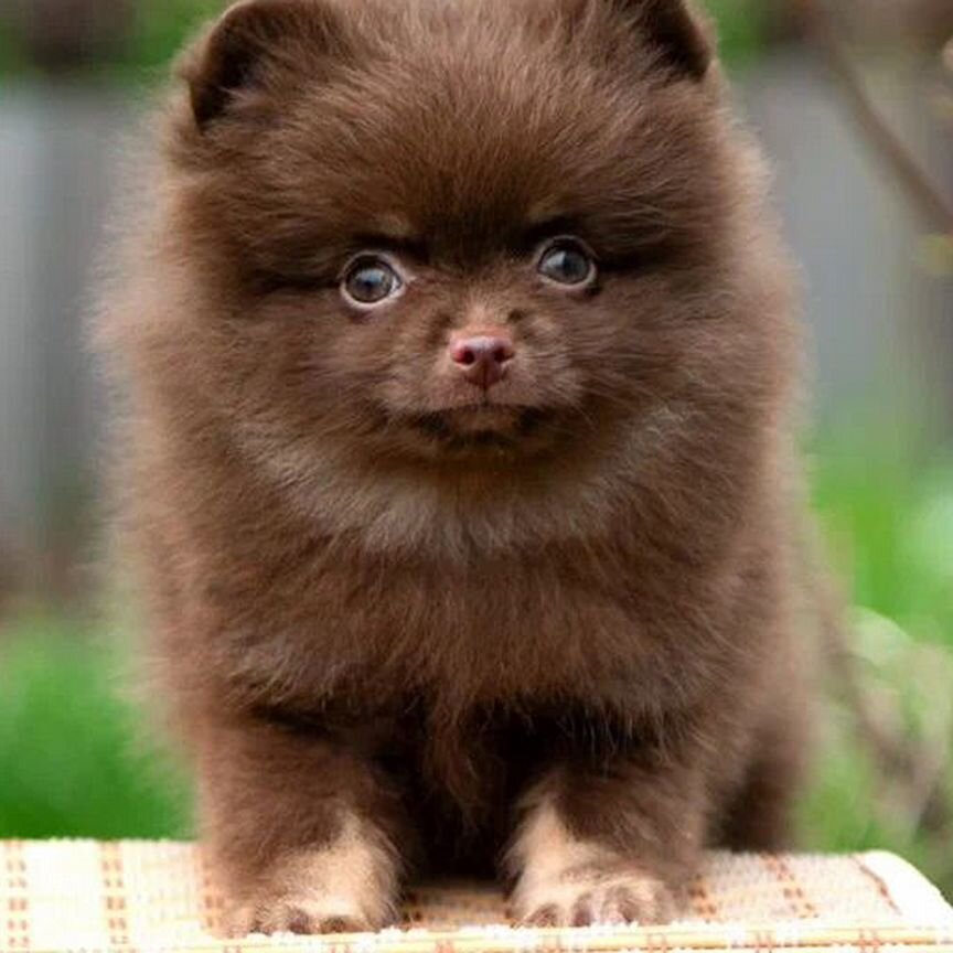 Померанский шпиц, щенок