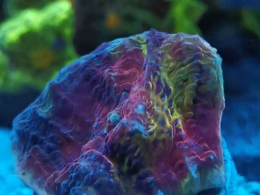 Чалис, живые кораллы