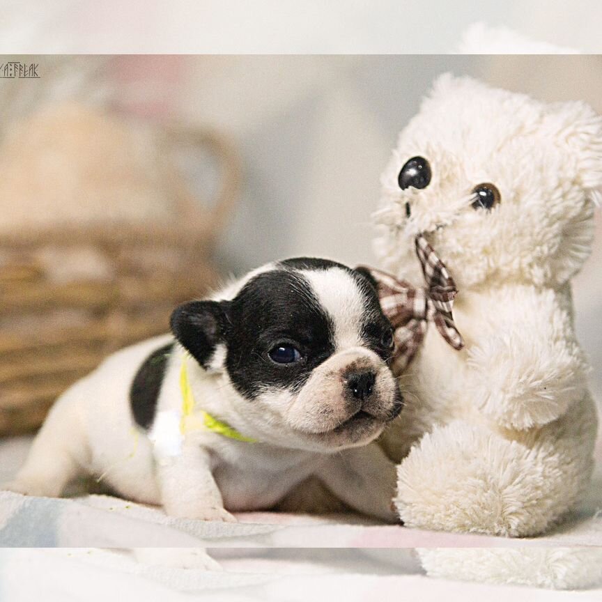 Французский бульдог