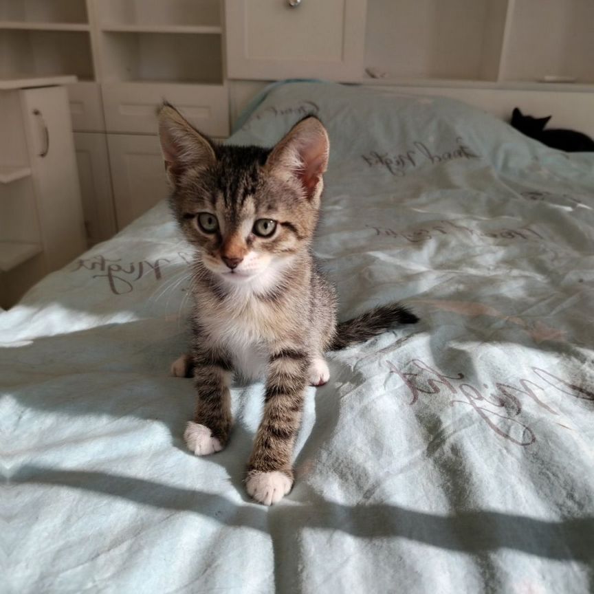 Полосатый мальчик