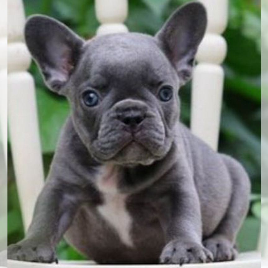 Французский бульдог лиловый щенок