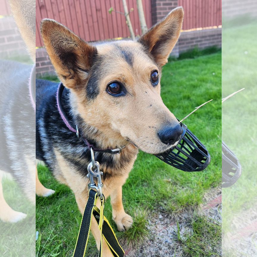 Взрослый пёс в добрые руки