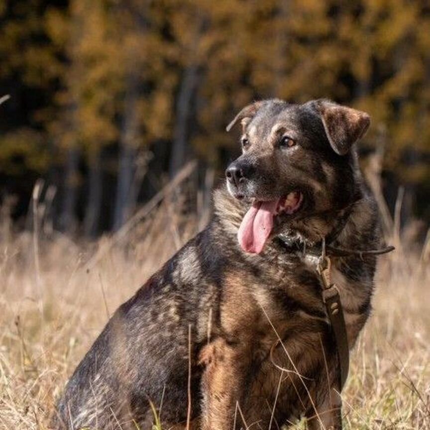 Рик- тот самый лучший друг для вас