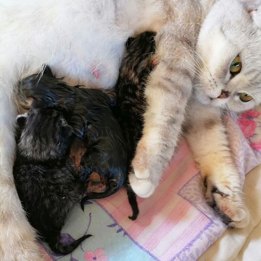 Шотландские котята