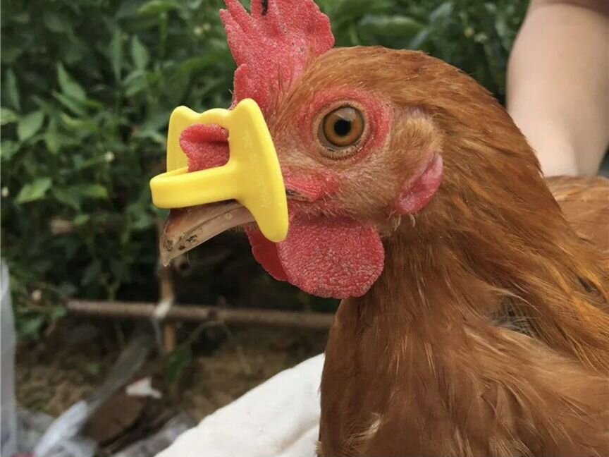 Очки от расклева для кур и перепелов