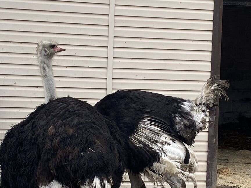 Продам страуса