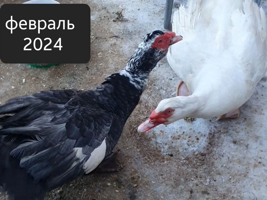 Селезень индоутки