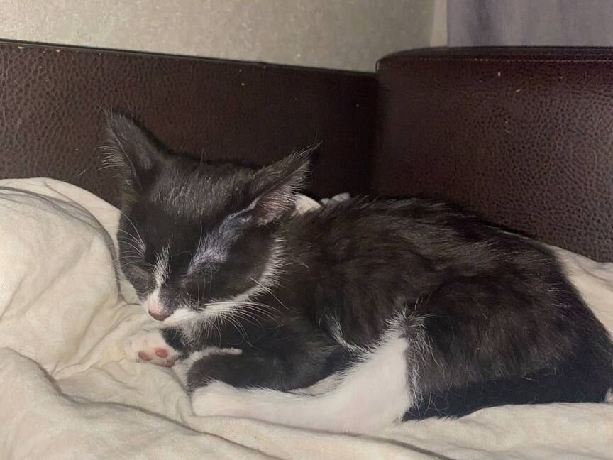 Кошка