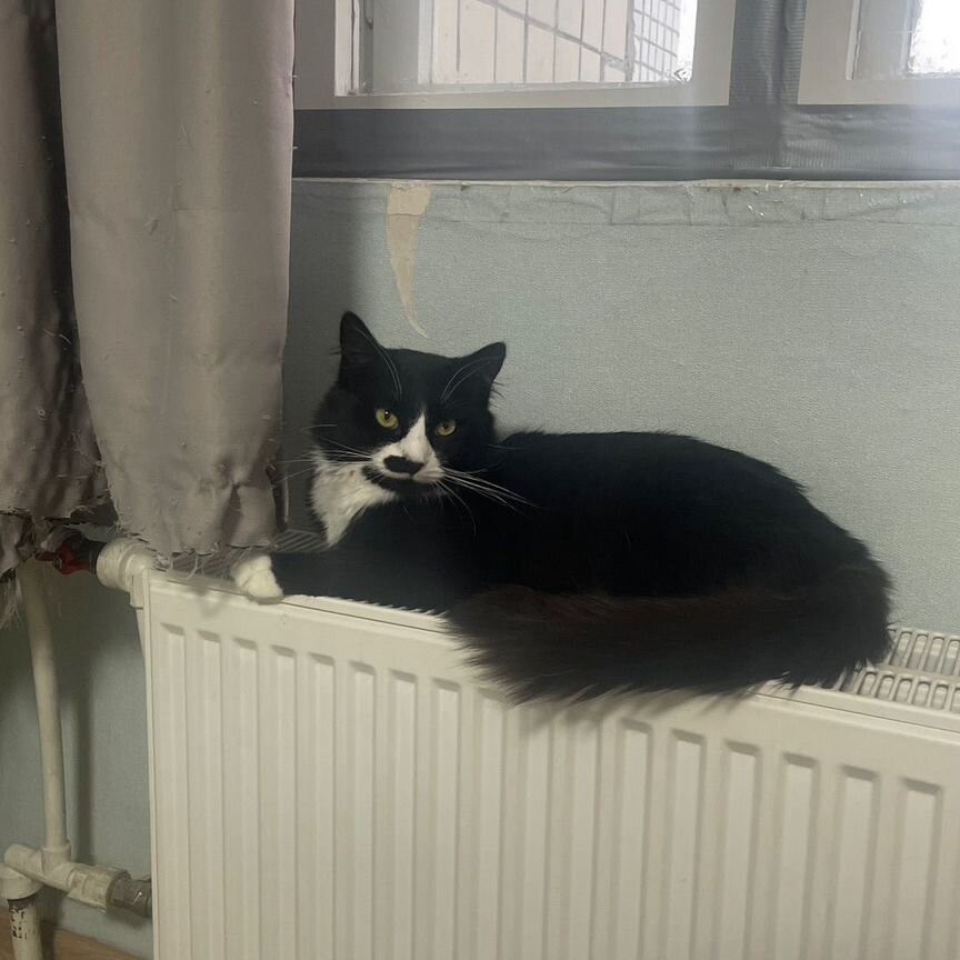 Взрослый кот в добрые руки