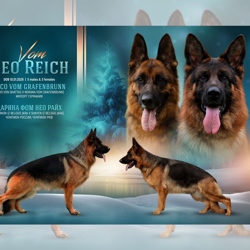 Немецкая овчарка, щенок