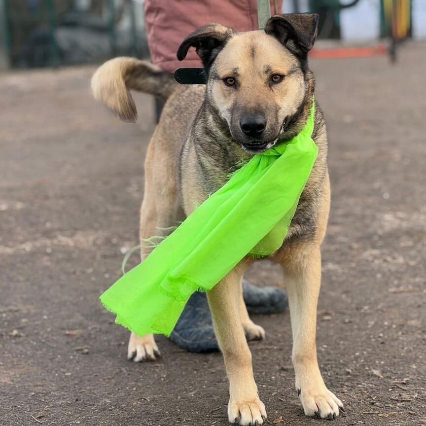 Кайзер- собака в добрые руки