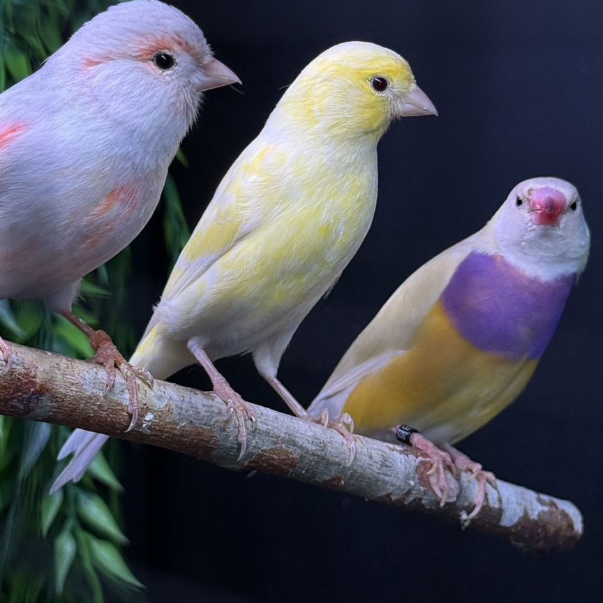 Канарейка самка