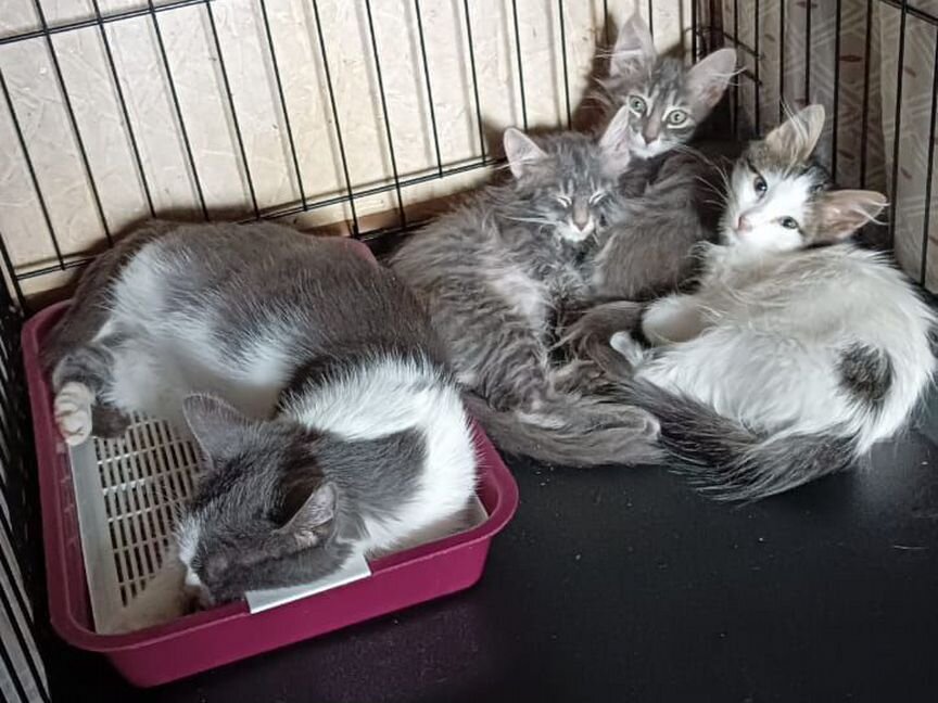 Котята и мамочка в добрые руки