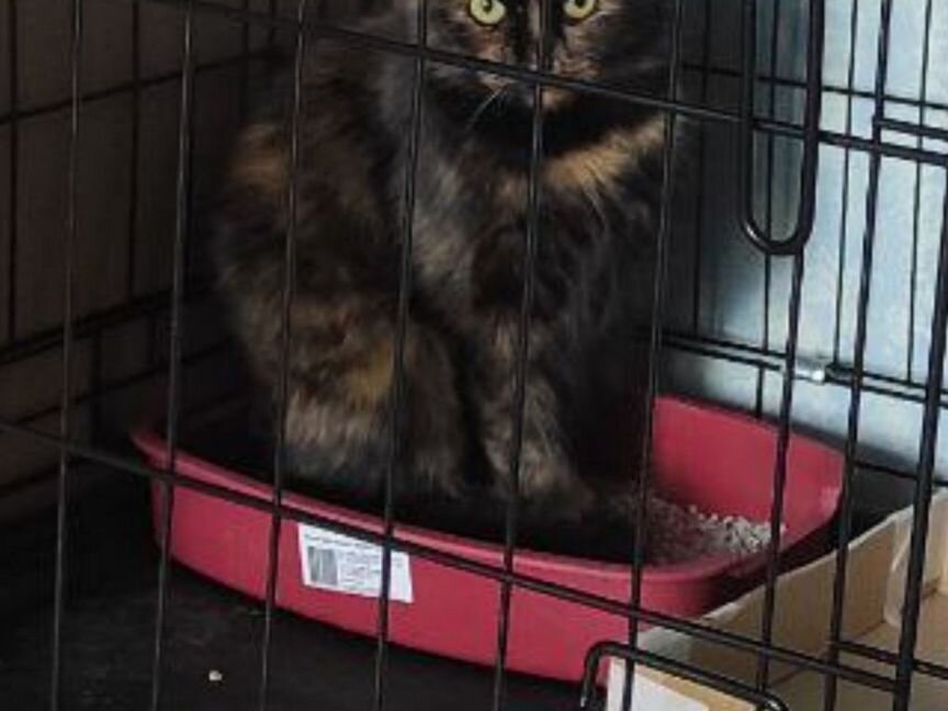 Красотка Шелли ищет дом