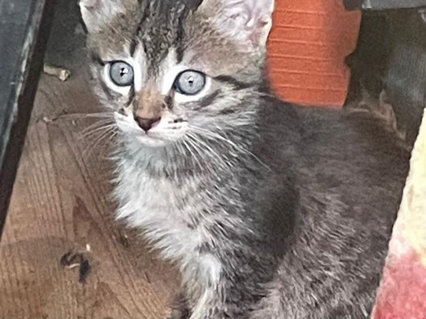 Отдам котят в добрые руки бесплатно