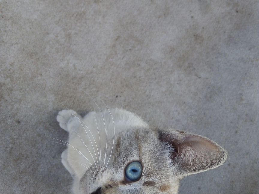 Продам котенка