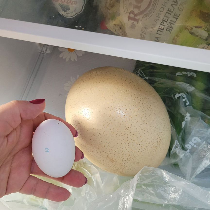 Страусиное яйцо