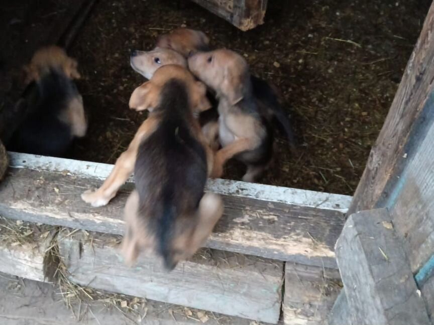 Щенки русской гончей