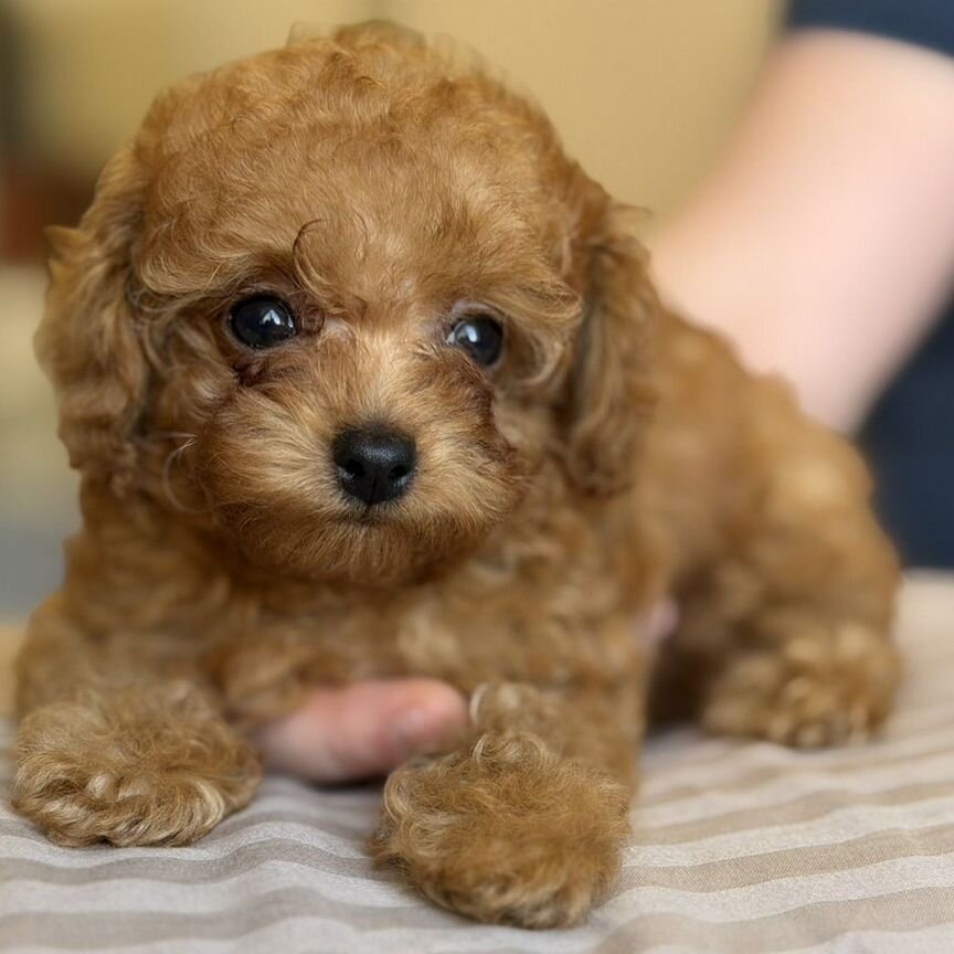 Той-пудель, щенок