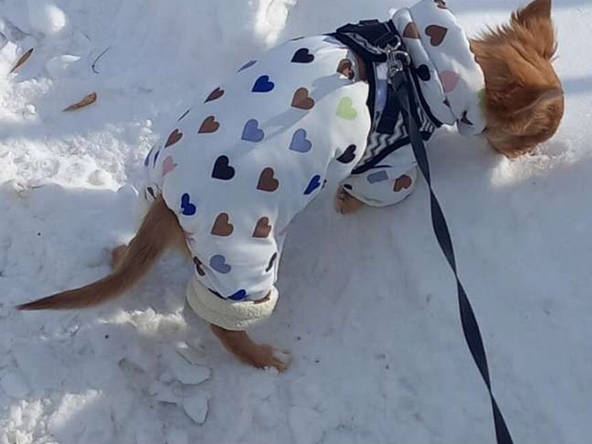 Комбинезон для собаки