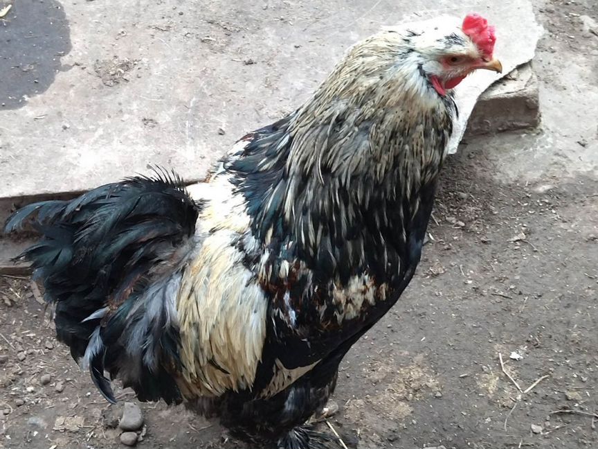 Петухи (голошейка и брама). Возраст 1 год