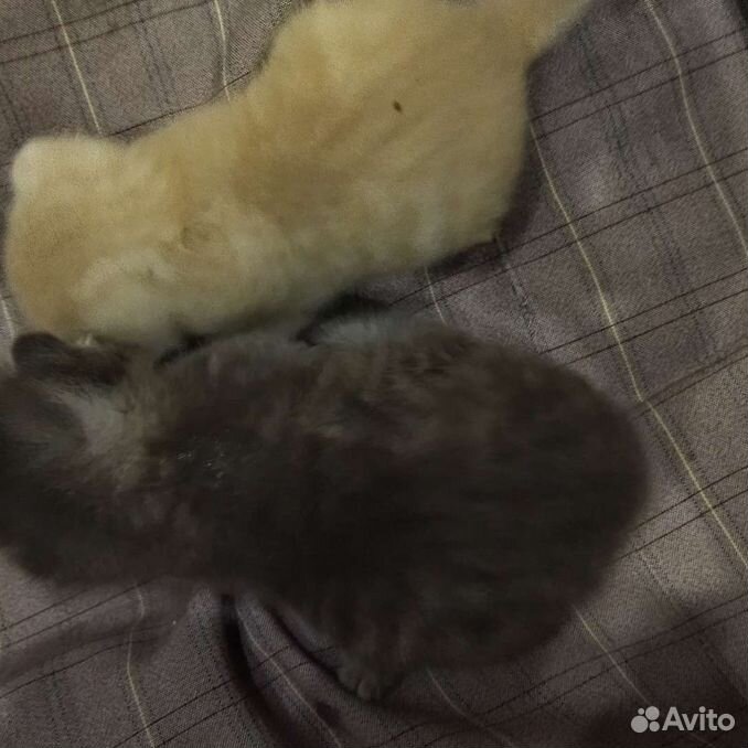 Котята 2 недели