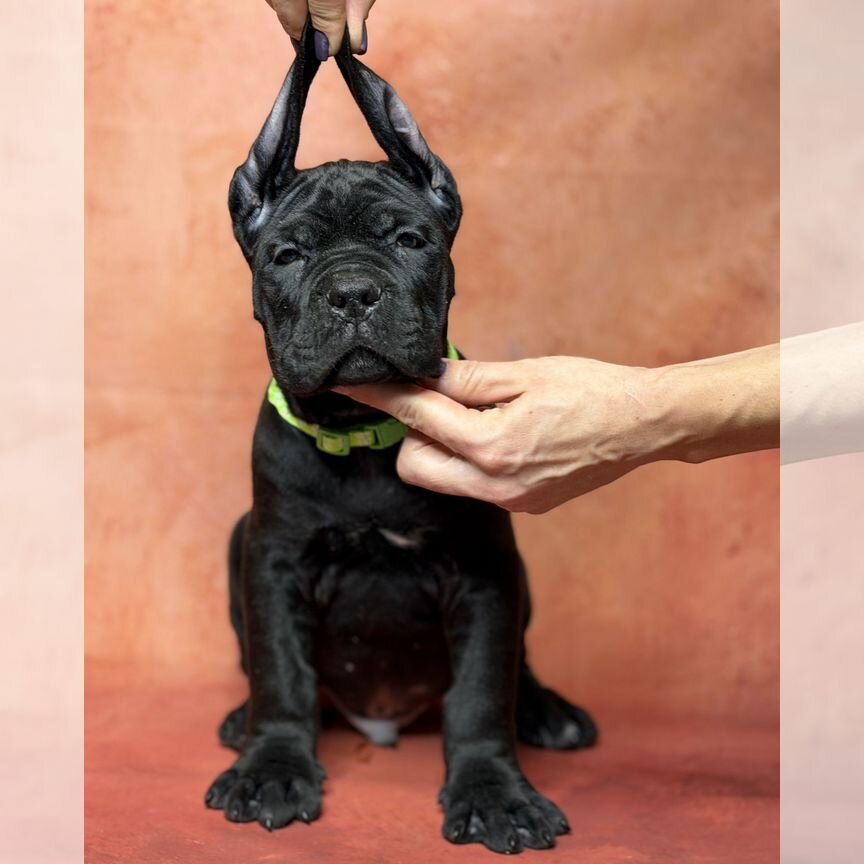 Кане-корсо, щенок