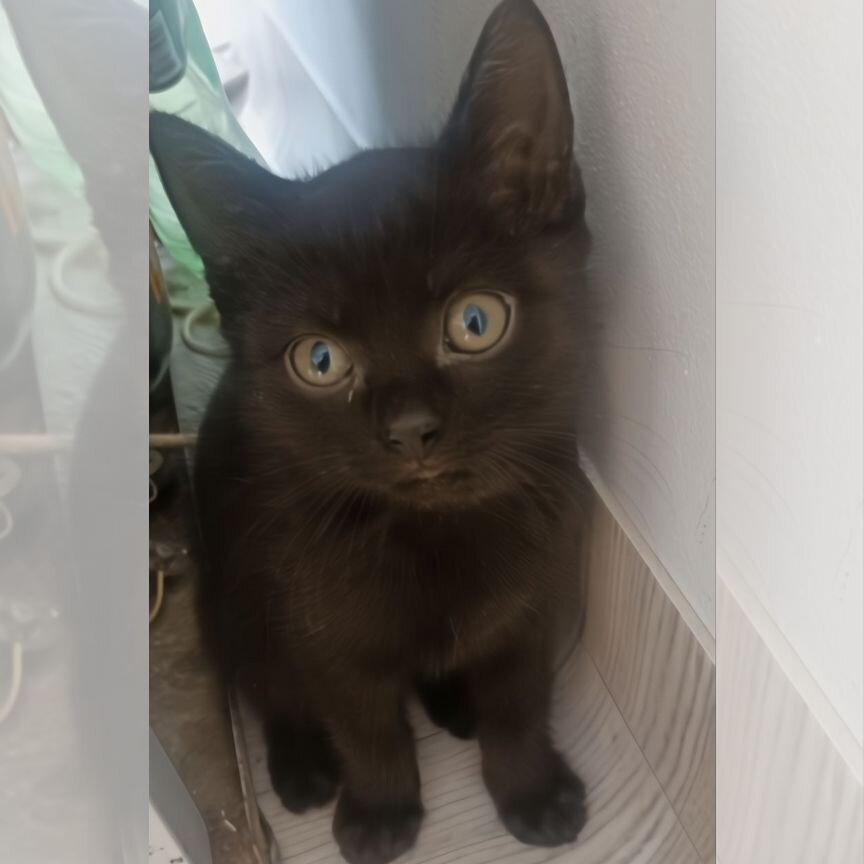 Сибирский котёнок