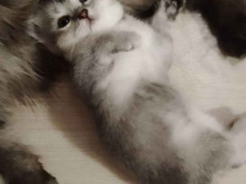 Шотландские вислоухие котята