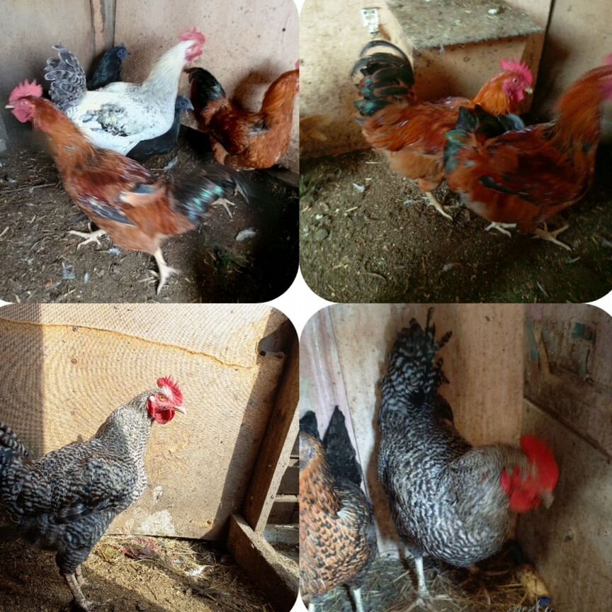 Молодые петухи