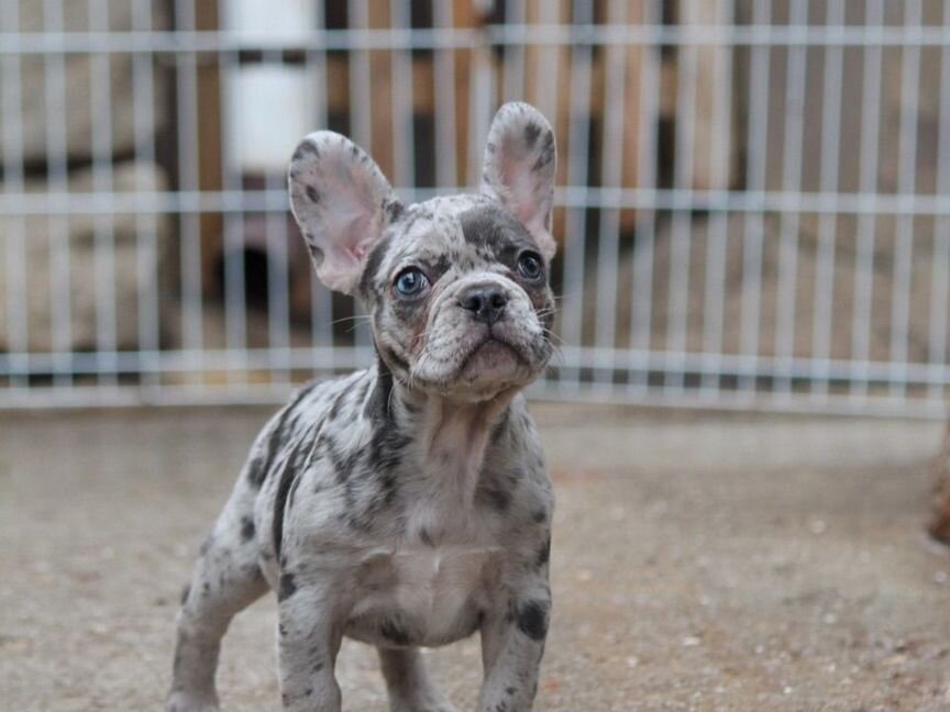 Француженка - реальная красотка