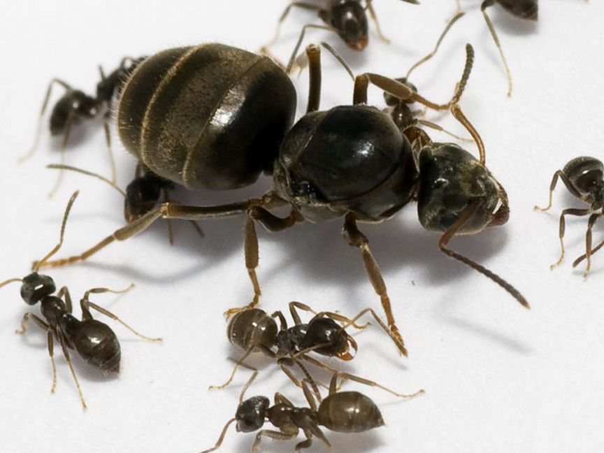 Муравьи вида Lasius niger