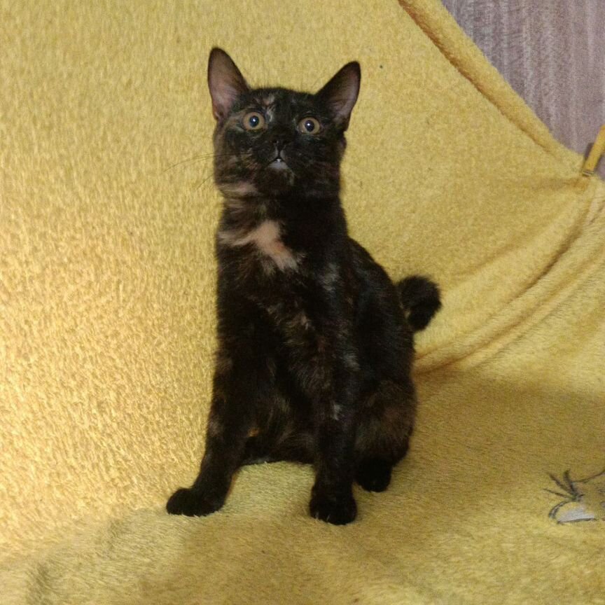 Котенок ласковая чудо милота