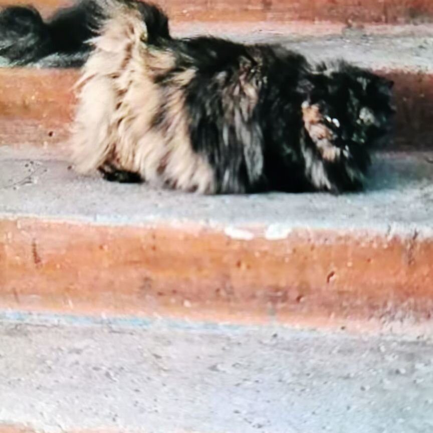 Кошечка ищет дом