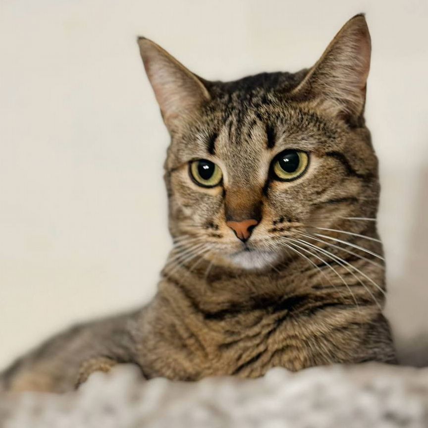 Взрослая кошка в добрые руки