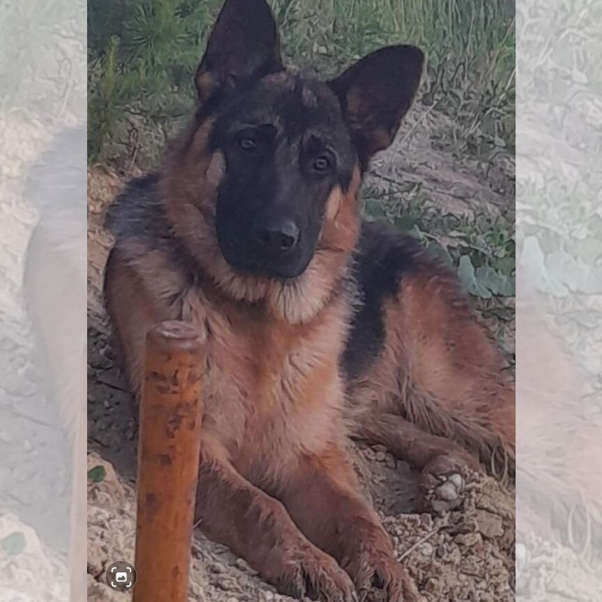 Немецкая овчарка, вязка