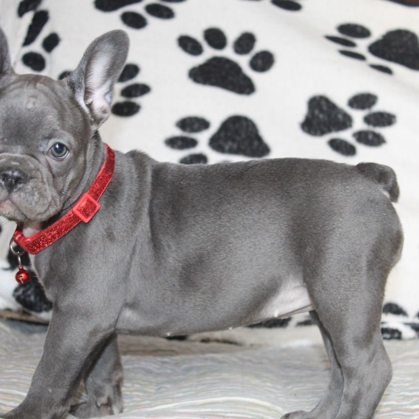 Французский бульдог щенки голубой