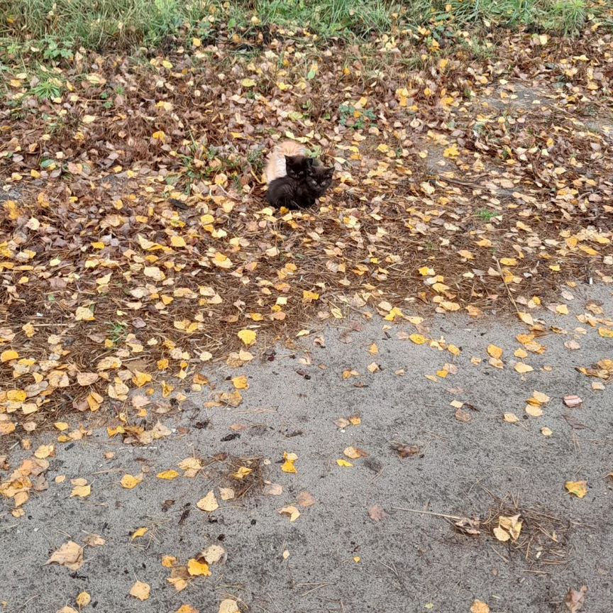 Котята в добрые руки бесплатно