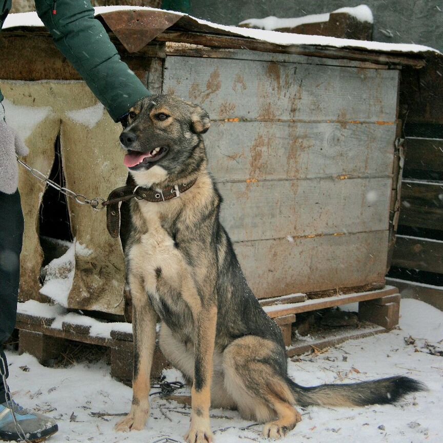 Собаки в добрые руки