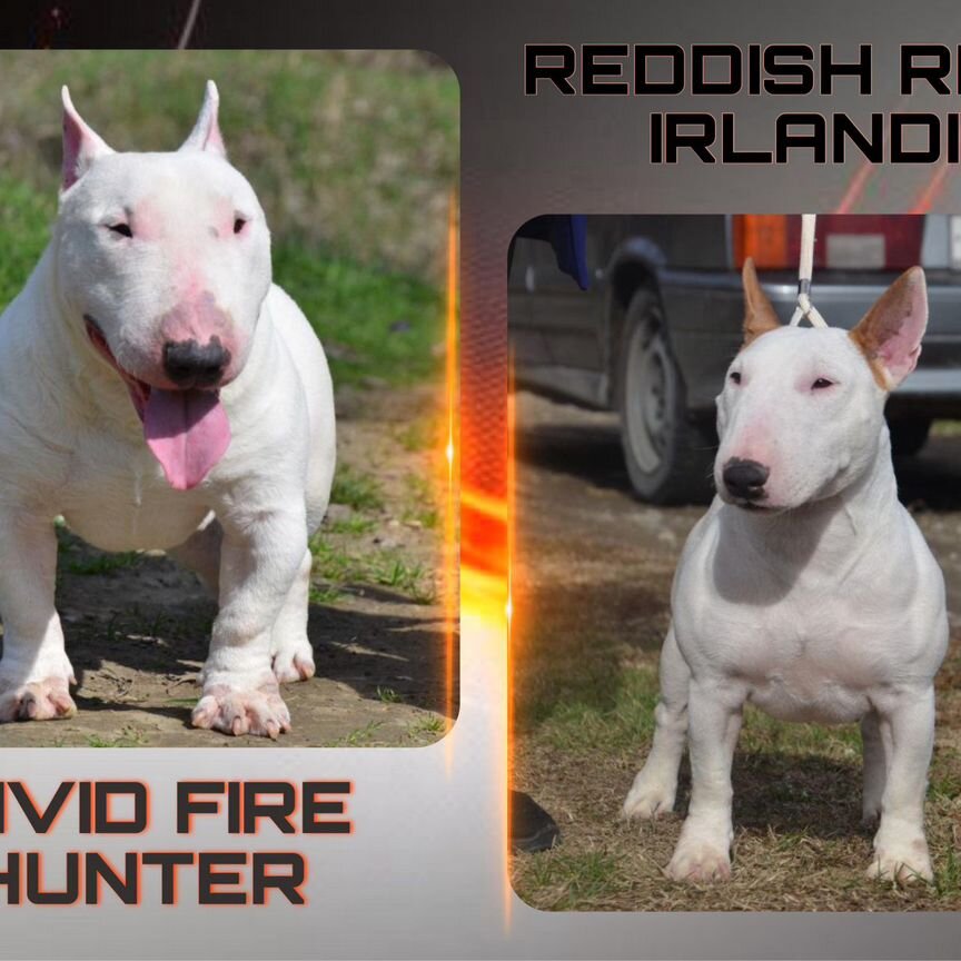 Миниатюрный бультерьер