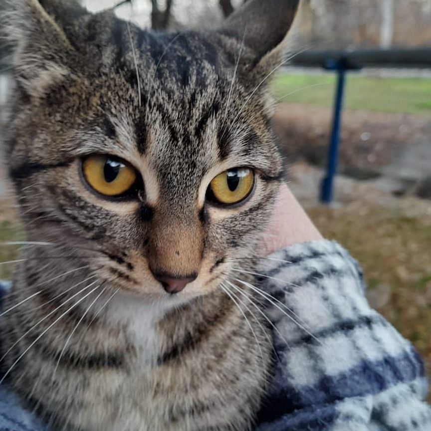 Катюша- вывезена из мест боевых действий