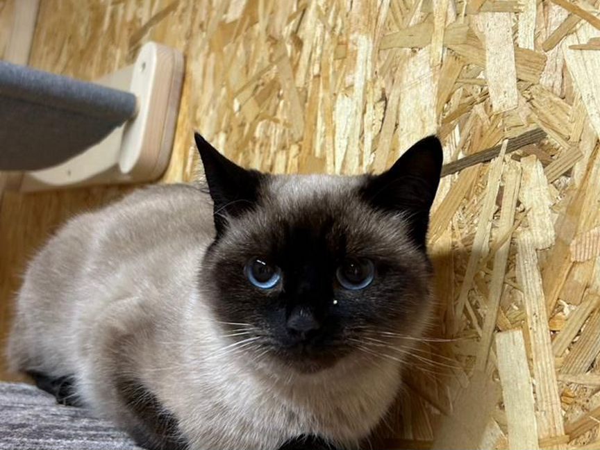 Кошечку сдали в приют