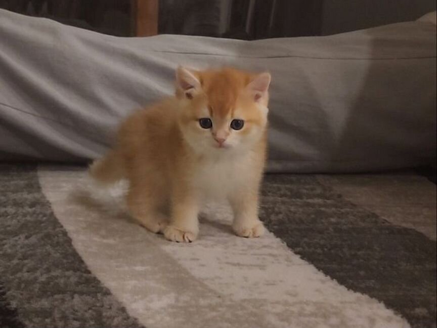 Котенок золотая шиншила