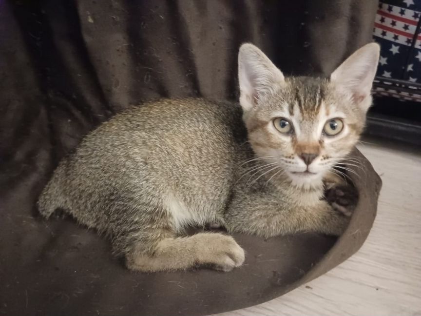 Кошка