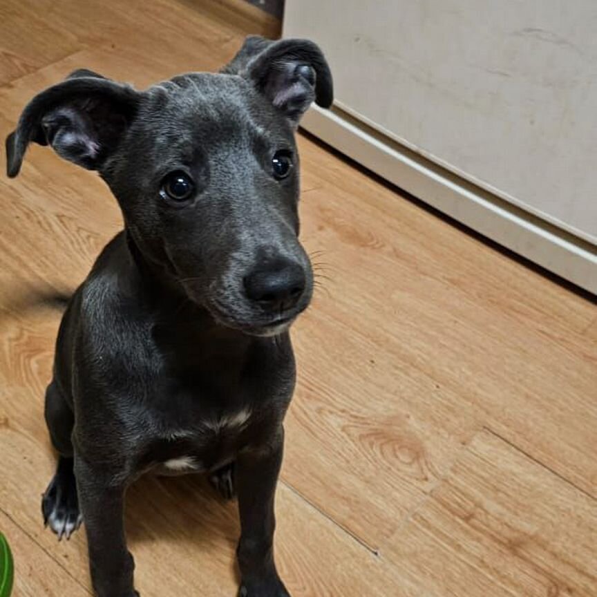 Пепельный Щенок из приюта 8 мес