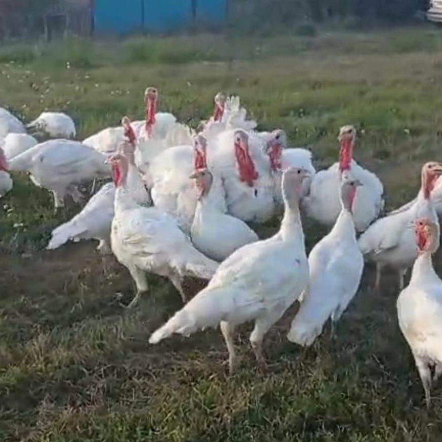 Мясо домашней индейки