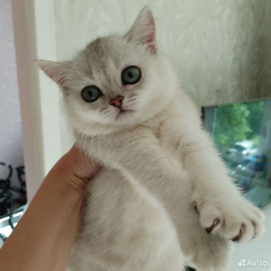 Шотландские прямоухие котята