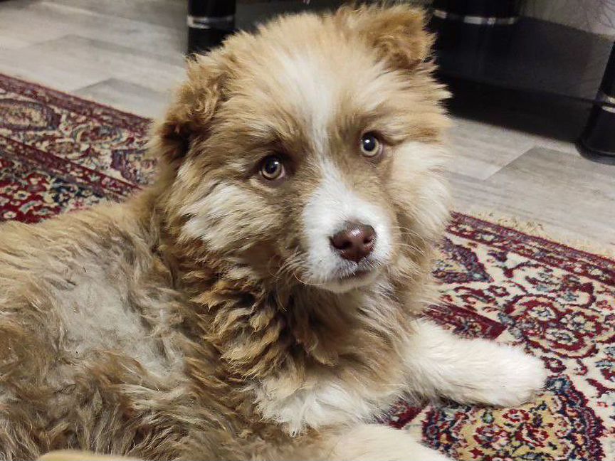 Малыш в добрые руки